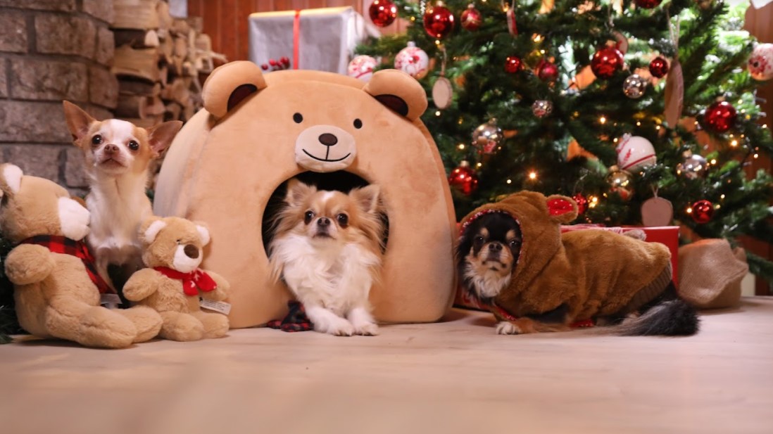 Croci, open day a Milano per presentare le linee di prodotti per cani e ...