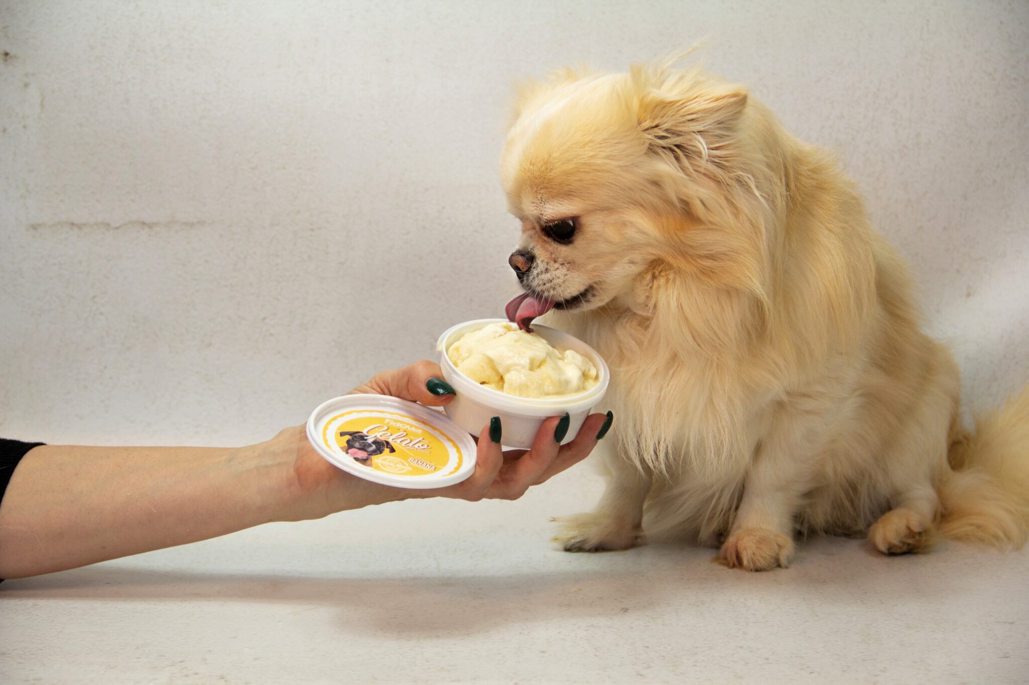 FidOVet: gelato, crema dessert e yogurt come fuoripasto per cani e gatti
