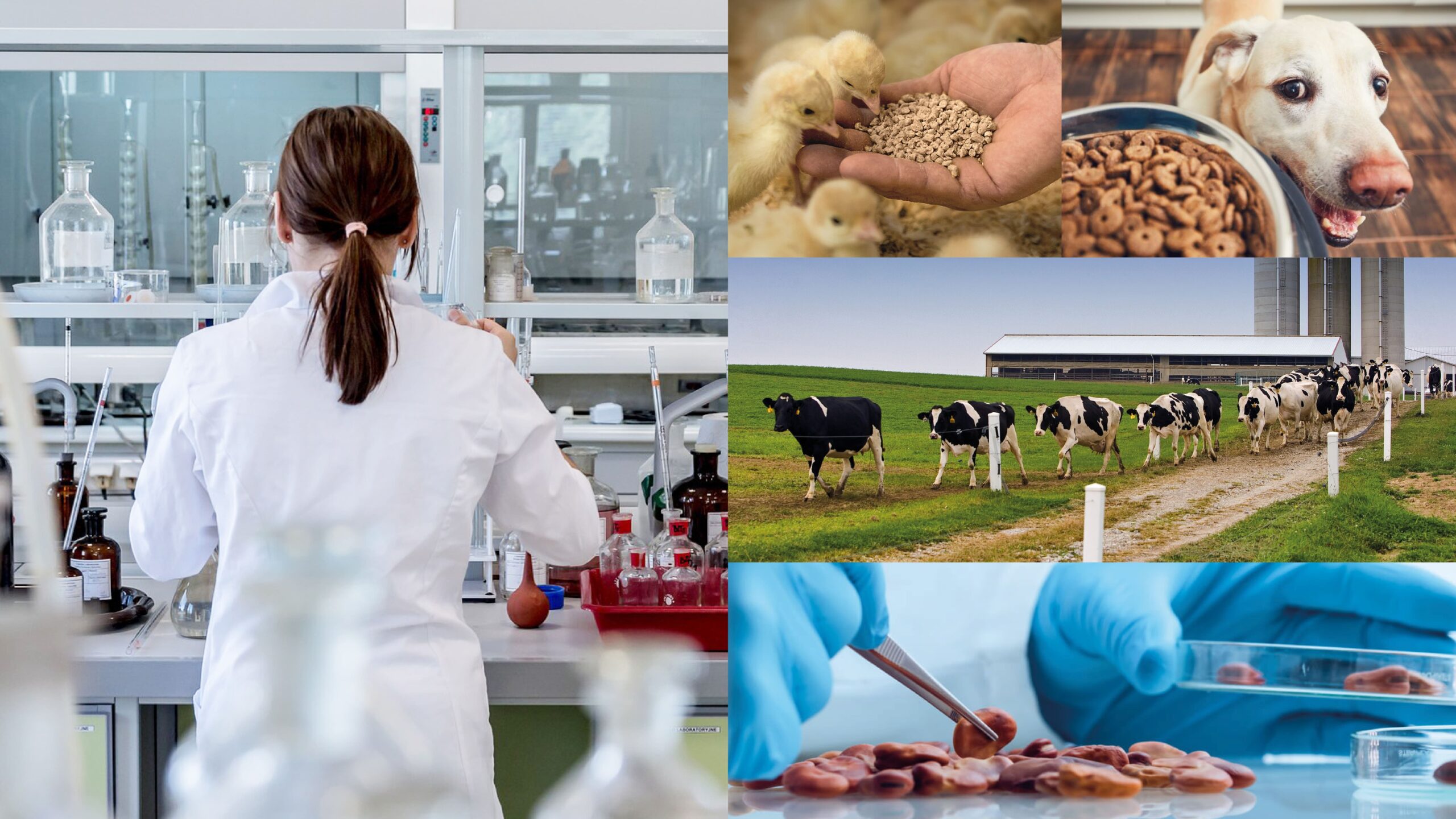 Analisi chimiche del pet food: Elementar si affida alla tecnica Dumas