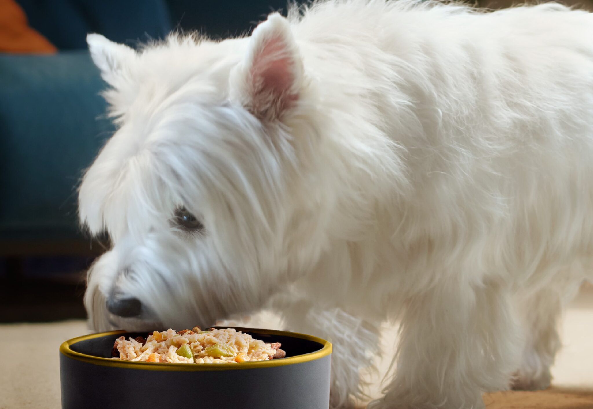 Mars presenta la nuova linea di alimenti per cani Cesar Fresh Bowls